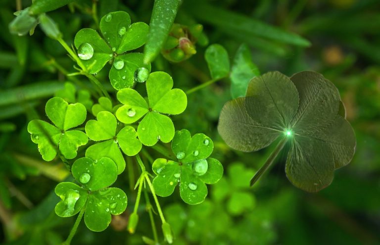 Ultra Lucky Six-Leaf Clover Found In North Carolina - Mystic Paranormal ...